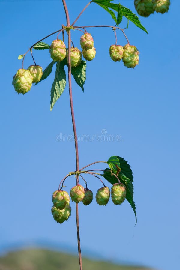 Humulus lupulus stock image. Image of plants, blossom - 195316171