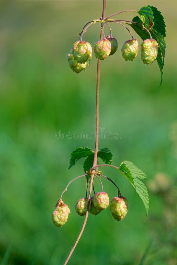 Humulus lupulus stock image. Image of inflorescence - 195316443