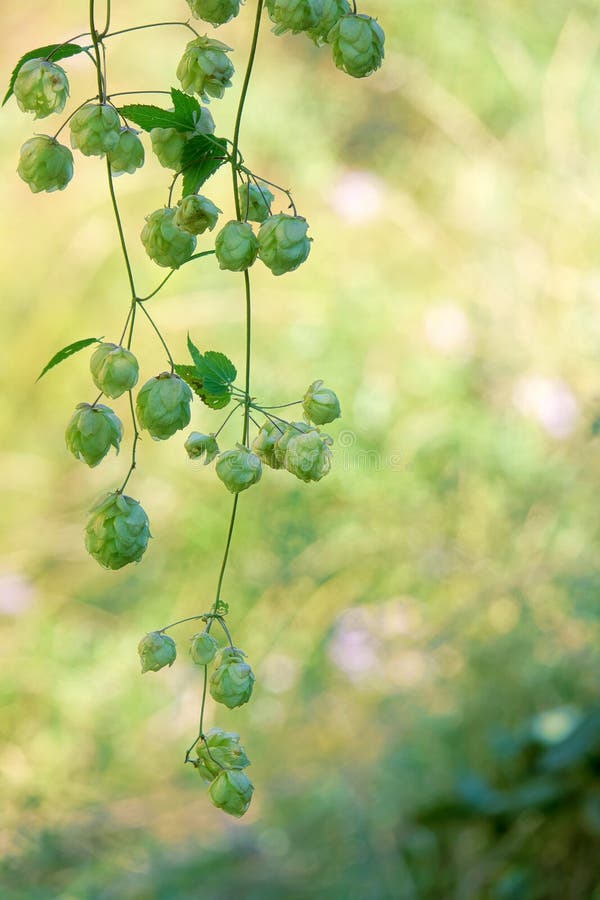 Humulus lupulus stock photo. Image of lupulus, flower - 196957720
