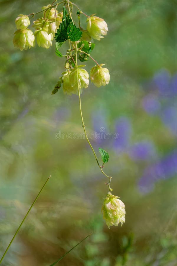 Humulus lupulus stock photo. Image of leaves, branch - 280587102
