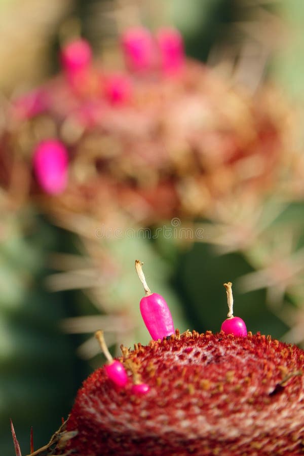 Melocactus broadwayi stock photo. Image of cactaceae - 349244238