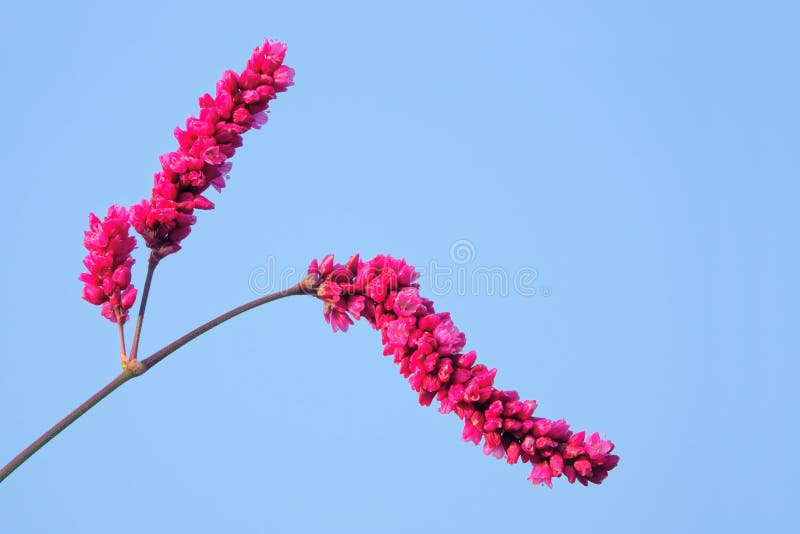Polygonum orientale stock image. Image of blossom, bloom - 197223357