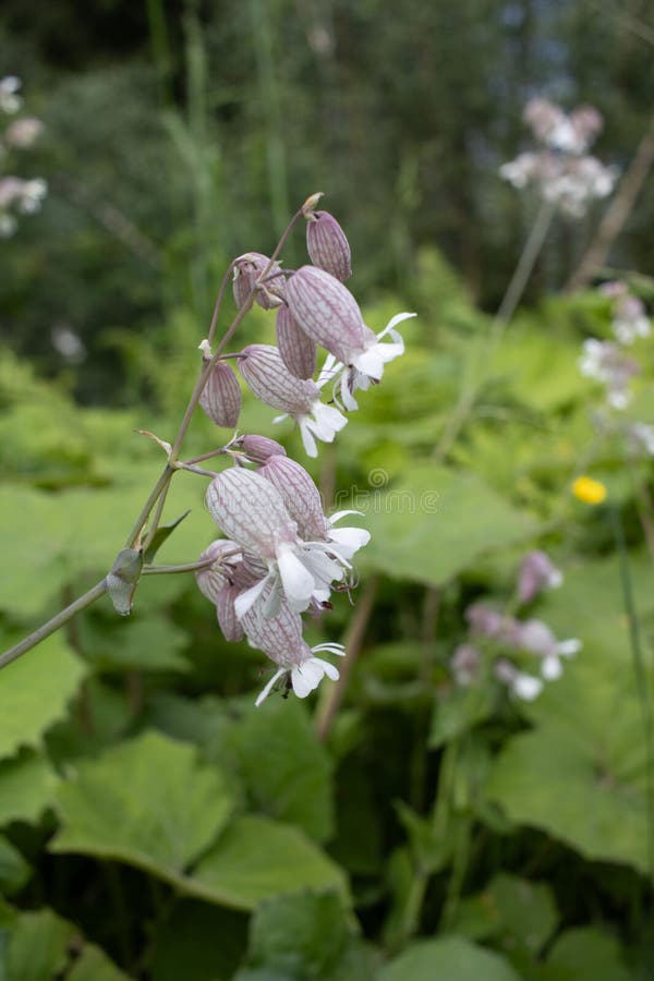 Close Up of the Flowers of the Silene Vulgaris or Bladder Campion Stock ...