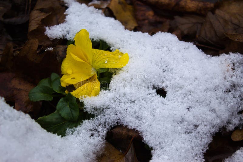 Close Up of Flowers Under the Snow Stock Image - Image of beautiful ...