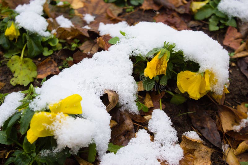 Close Up of Flowers Under the Snow Stock Image - Image of flowers ...