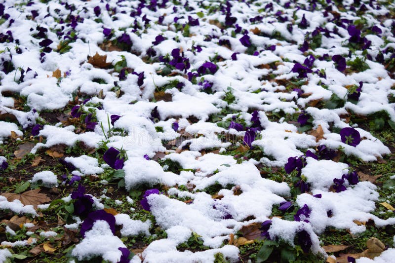 Close Up of Flowers Under the Snow Stock Image - Image of frost ...