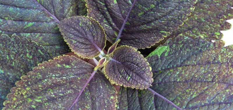 Close-up of Flowers with Unique Textured Leaves Stock Photo - Image of ...