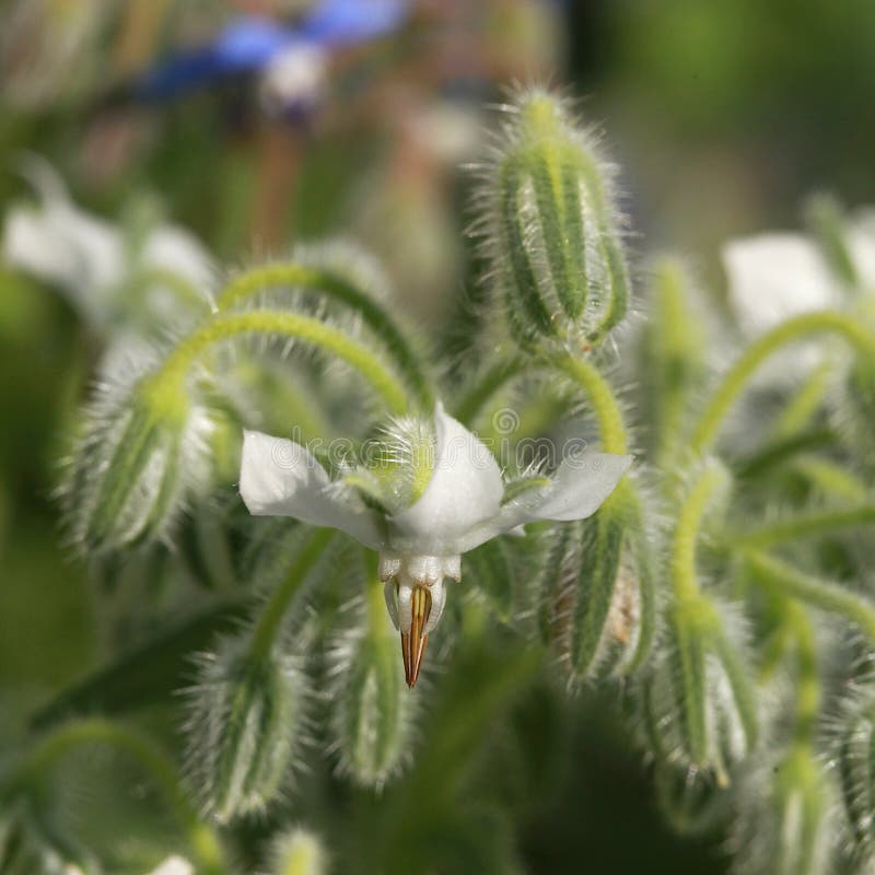 Flowers of white Borage stock image. Image of herboriste - 248596601
