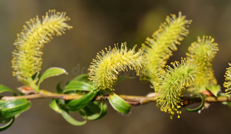 Close Up of Flowers of Willow in Spring on Branch of a Tree Stock Image ...