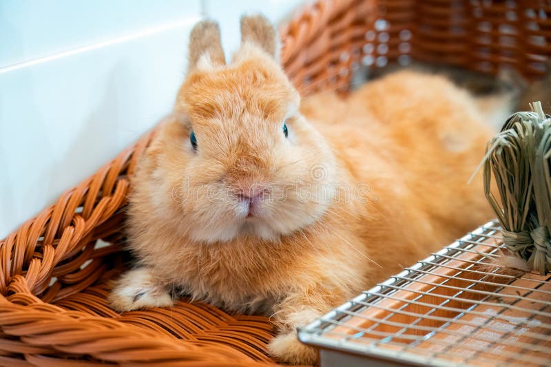 Close-up of a Fluffy Brown Rabbit Lying in a Basket Stock Photo - Image of brown, squirrel ...