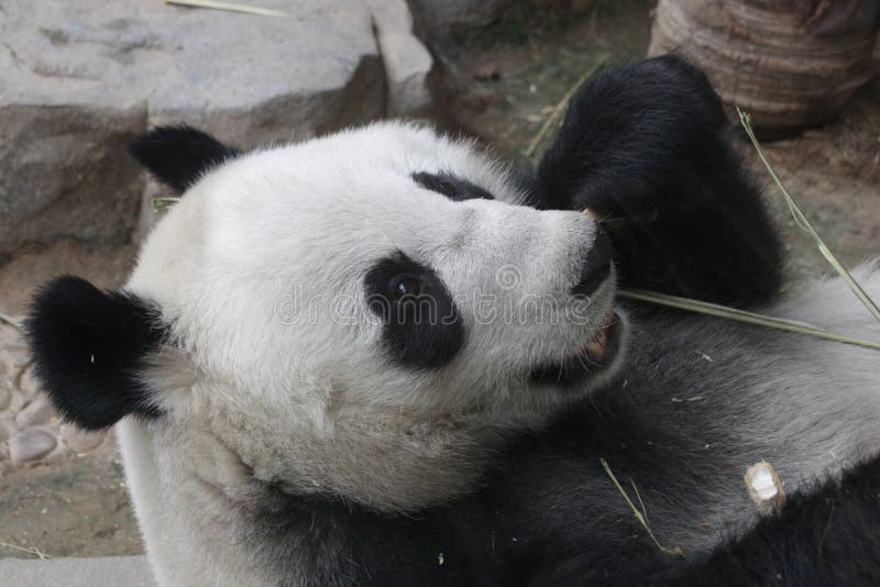 Funny Pose of Giant Panda, Baoding , China Stock Photo - Image of dian ...