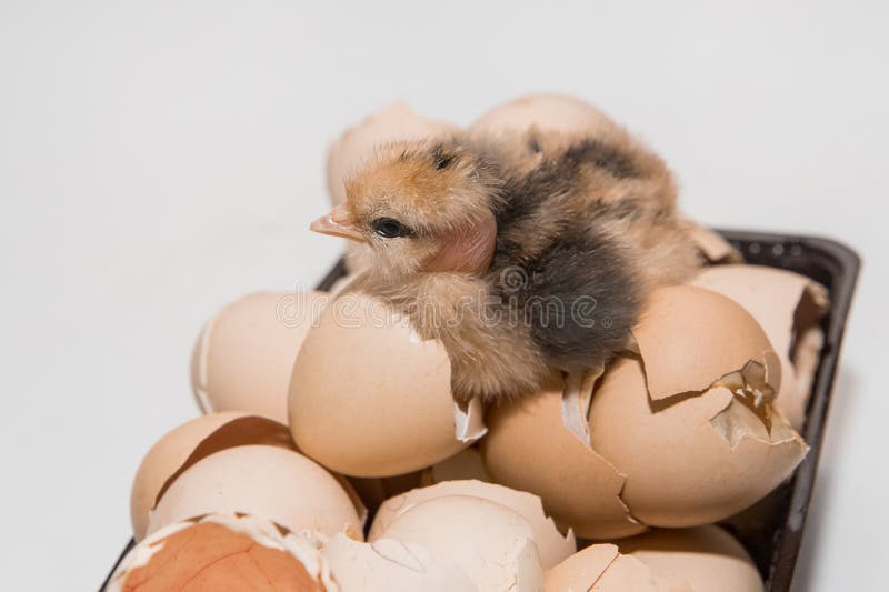 Close-up of Fluffy Cute Little Chicken Small Chick on Eggshell Background and Incubation Stock ...