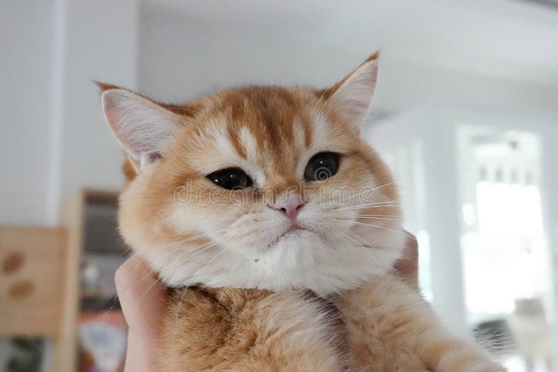 Close Up Fluffy Fat Cat, British Short Hair Stock Photo - Image of ...