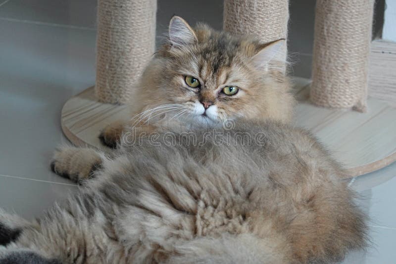 Close Up Fluffy Fat Cat, British Short Hair Stock Image - Image of ...