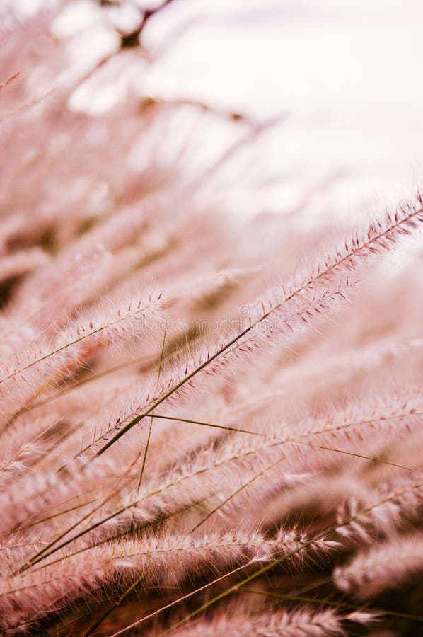 Close Up Fluffy Grass Flower, Warm Tone Selective Focus Stock Image ...
