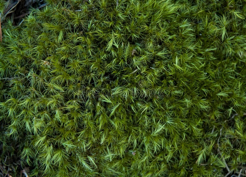 Close Up of Fluffy Green Moss Stock Photo - Image of moss, background ...
