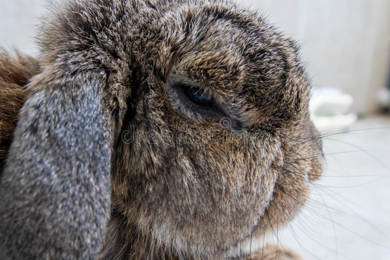 Dwarf Rabbit close-up stock photo. Image of small, closeup - 6095146