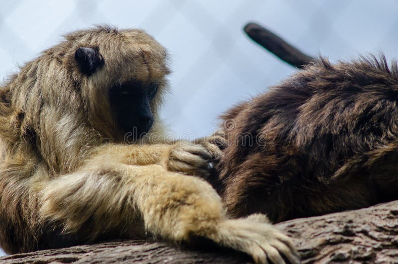 Fluffy Monkey Toy with Headphones and a Smartphone on a Green Blanket ...