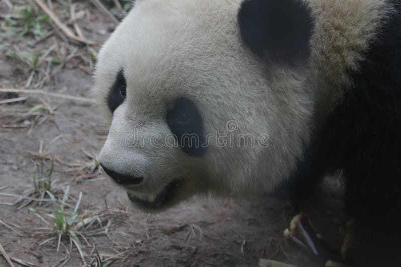 Fluffy Giant Panda in Beijing, China Stock Image - Image of black, bear ...