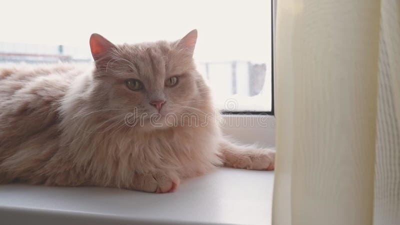 Close-up of a Fluffy Peach Cat Lying Sleeping Near the Window. the ...