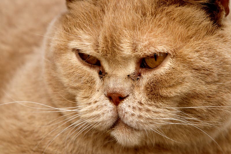 Close Up of Fluffy Red Cat Looking Angry Stock Image - Image of persian ...