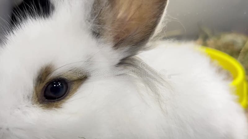 A Close-up of a Fluffy White Rabbit Looking into the Camera Lens Stock ...