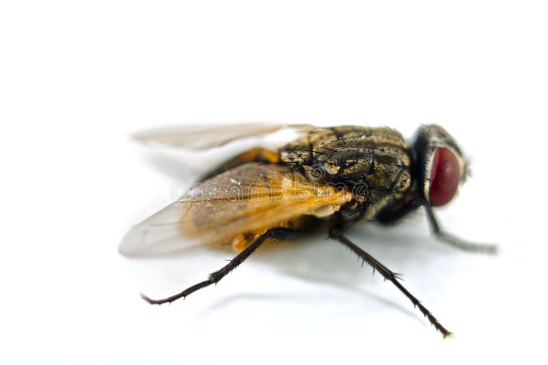 Magnified fly insect stock photo. Image of home, horrifying - 1909750