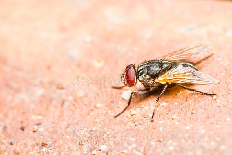 Close up of fly stock photo. Image of pest, mesmerize - 41806878