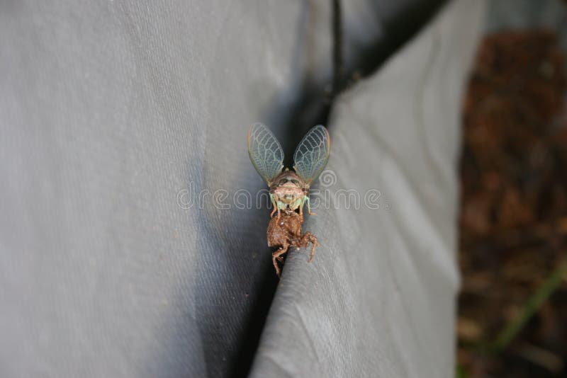 Close-up of a Fly Eating Another Fly Stock Image - Image of wing ...