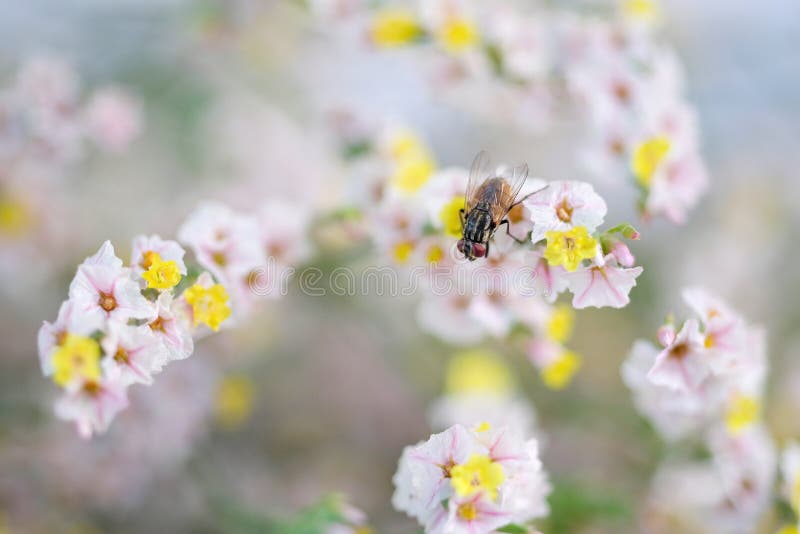 Close Up of Fly on the Flower Stock Image - Image of closeup, tiny ...