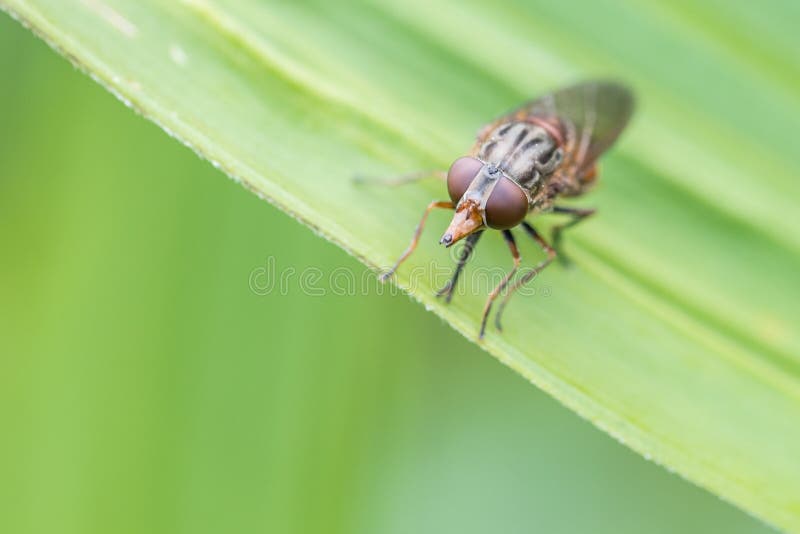 Close-up of a Fly on a Green Leaf Stock Image - Image of spring, facet ...