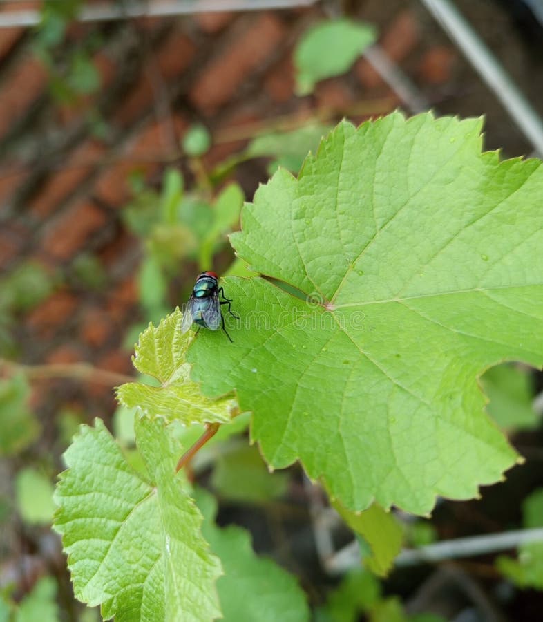 A Close Up Fly Landing on the Grape Fruit Leaves. Tree and Plant from ...