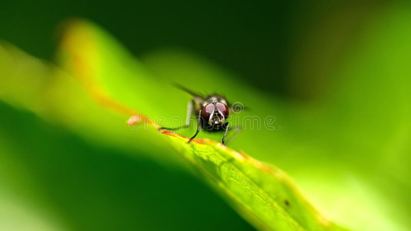 Close Up of a Fly on a Leaf Stock Image - Image of cotacachi, insect ...