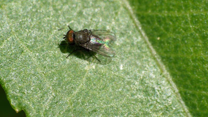Close Up of a Fly on a Leaf Stock Image - Image of field, macro: 260229227