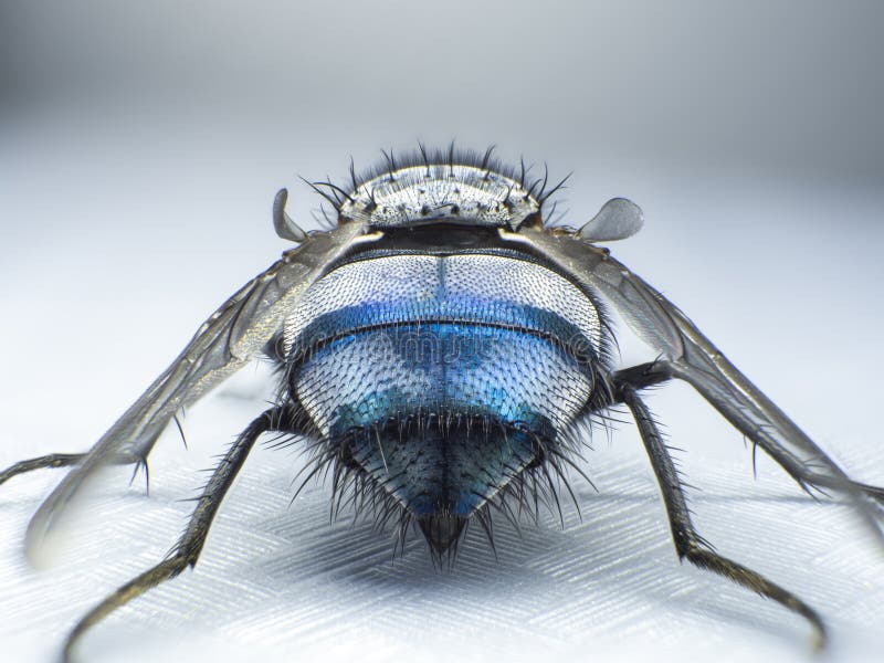 A Fly,close Up, Macro, Big Fly, Monster Insect, Front View Stock Photo ...