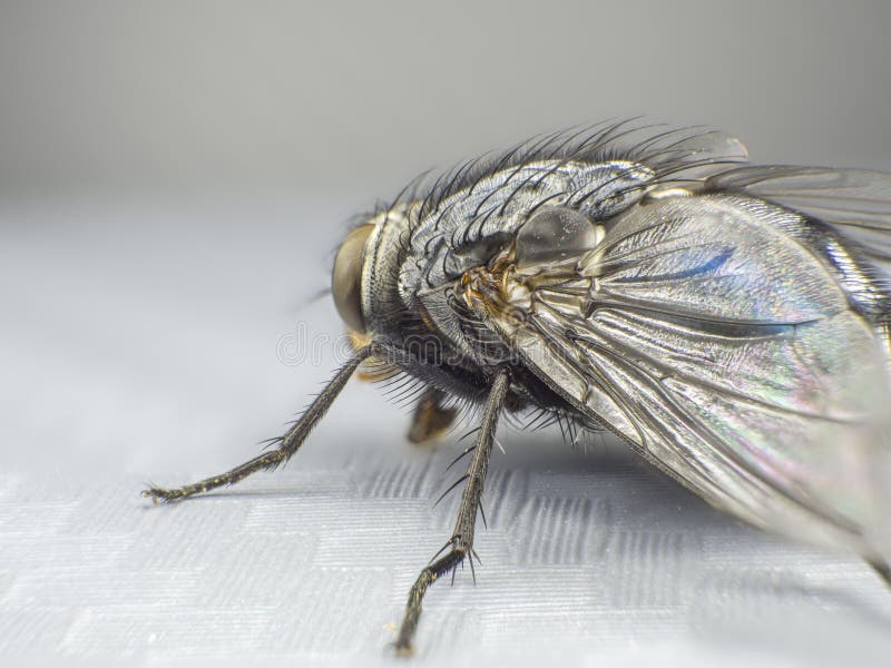 Close Up a Fly, Macro, Big Fly, Monster Insect, Side View Stock Image ...