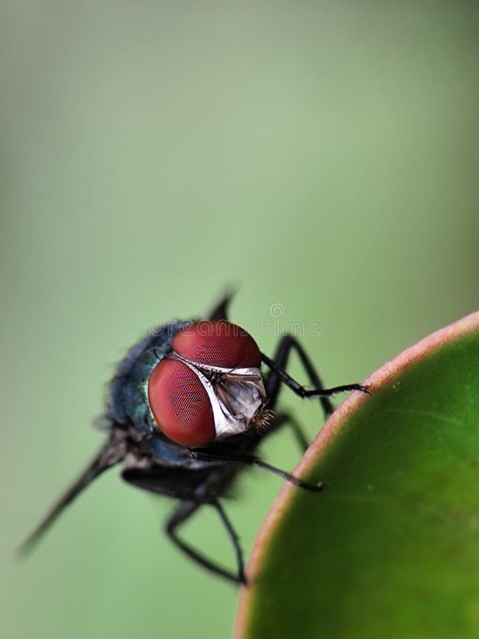 Close-up of a Fly with Red Eyes on a Green Leaf. Stock Image - Image of ...