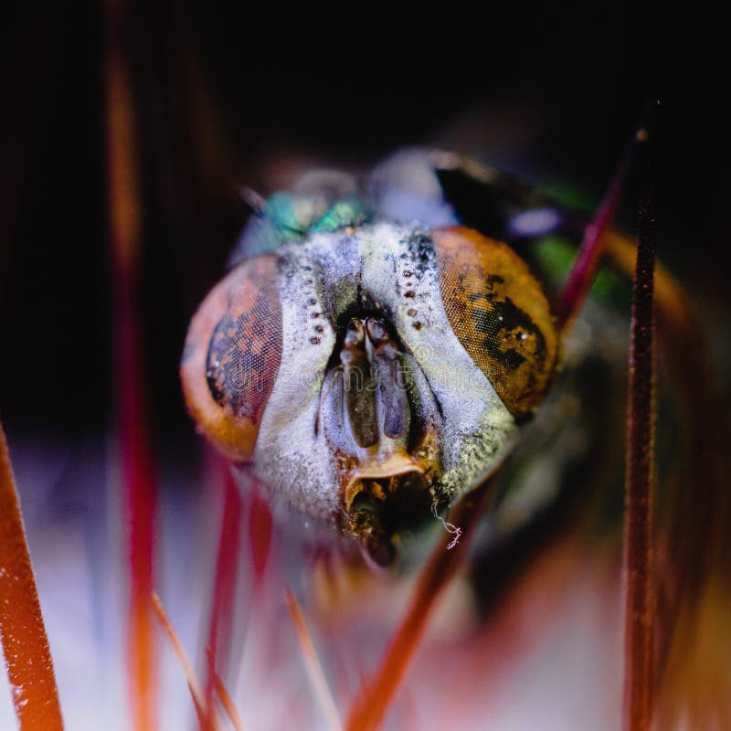 Close up of a fly stock image. Image of macro, insect - 153682731
