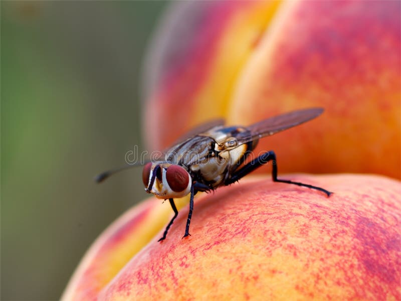A Close Up of a Fly Sitting on a Peach Stock Photo - Image of pink ...