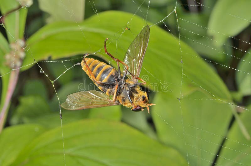 Fly in spider-web 2 stock image. Image of caught, nature - 105777259