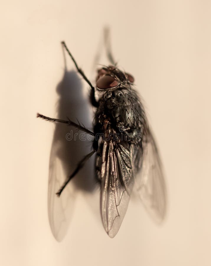Close-up of a Fly on the Wall Stock Photo - Image of wings, small ...