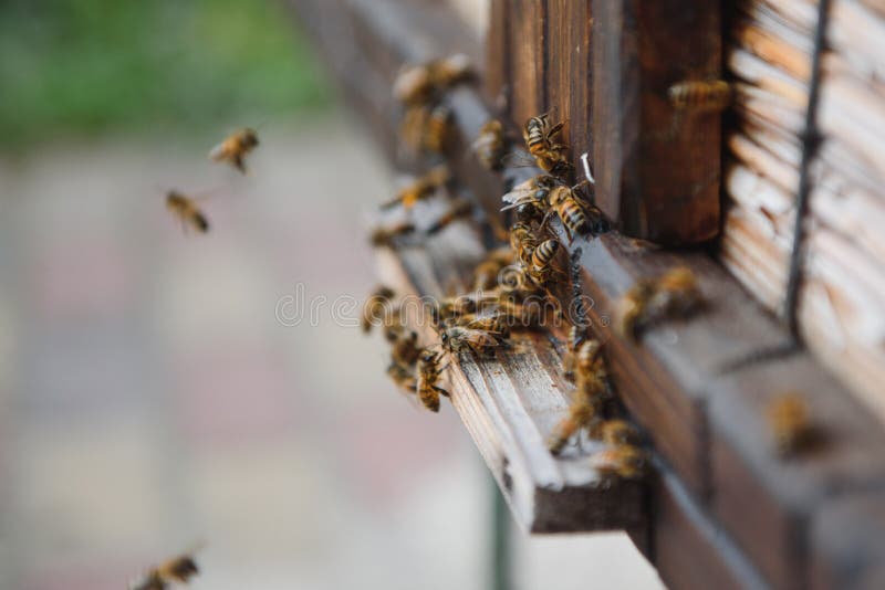 Close Up of Flying Bees. Wooden Beehive and Bees. Stock Photo - Image ...