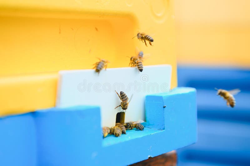 Close Up of Flying Bees. Wooden Beehive and Bees. Stock Image - Image ...