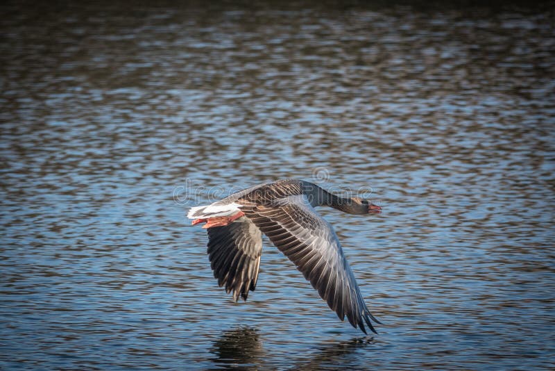Close Up of a Flying Greylag Goose Stock Photo - Image of beak, color ...