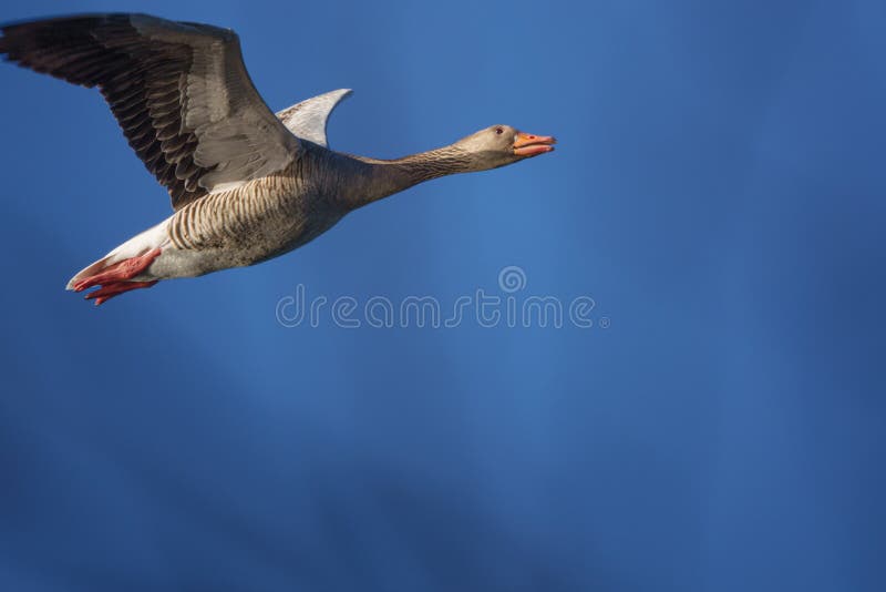 Close Up of a Flying Greylag Goose Stock Photo - Image of landscape ...