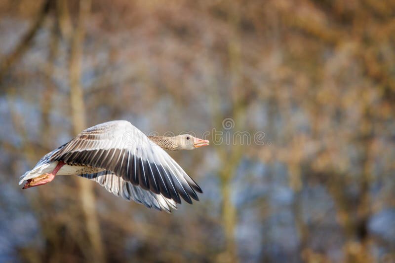 Close Up of a Flying Greylag Goose in Spring Stock Image - Image of ...