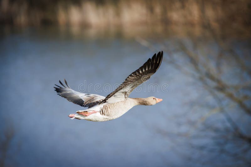 Close Up of a Flying Greylag Goose in Spring Stock Photo - Image of ...