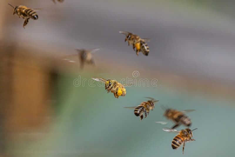 Close Up of Flying Honey Bees into Beehive Apiary Working Bees ...