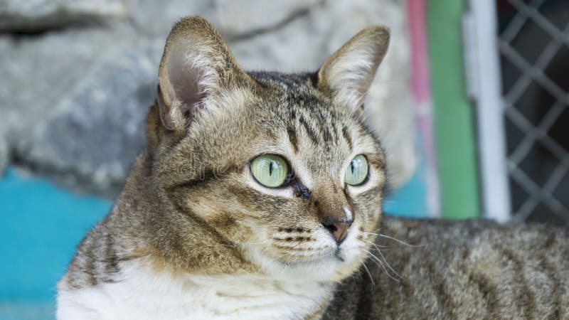 Close Up and Focus on Cat Face Stock Image - Image of face, eyes: 70137857