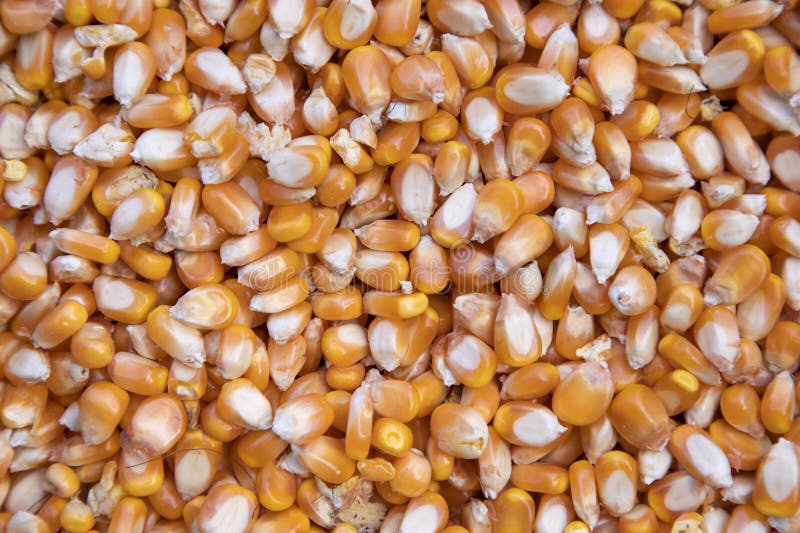 Close-up Focus Organic Corn Seed Pattern Texture Can Be Used As a ...